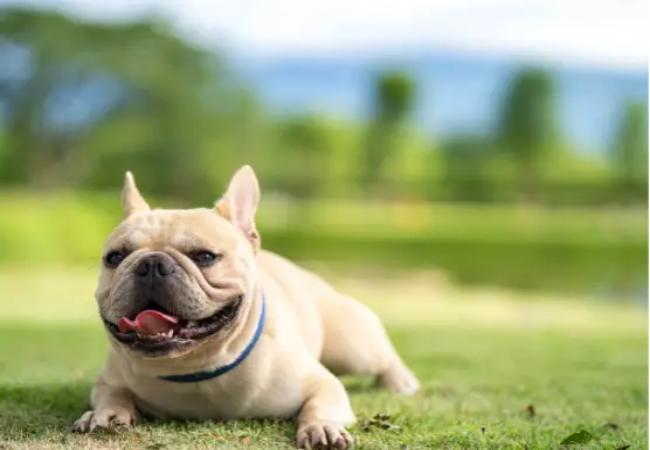 French Bulldog Health Issues 2025: Vet Backed Guide to Brachycephalic ...