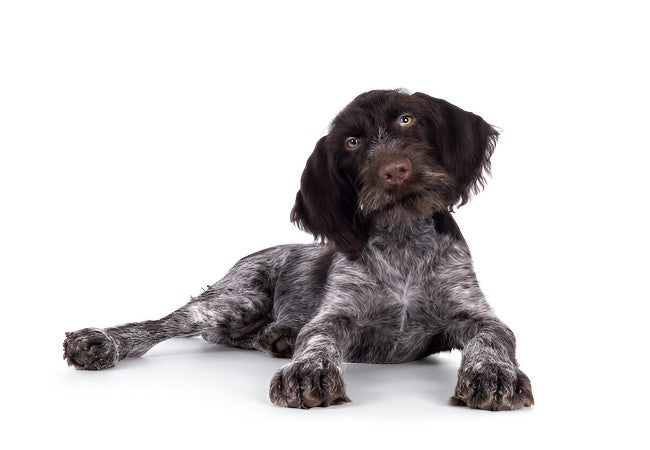 German Wirehaired Pointer 2025 Guide: Temperament & Care 🐶 – Ask A Vet