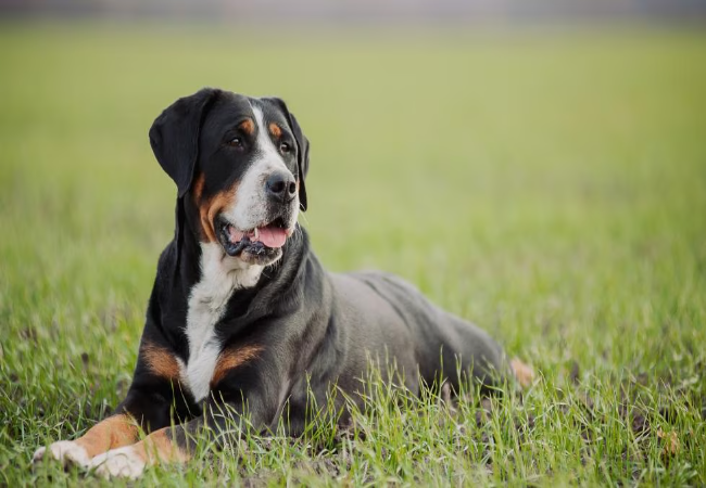 Greater Swiss Mountain Dog 2025 Guide: Temperament & Care 🐶 – Ask A Vet