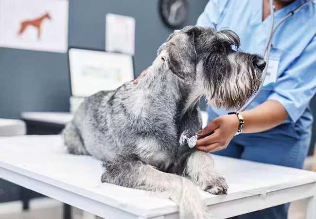 Heartworm Testing in Dogs: Veterinary Guide 2025🩺🐾 – Ask A Vet