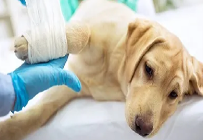 Help with Vet Bills in 2025: Vet‑Approved Resources & Smart Strategies ...