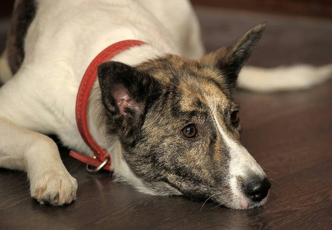 Hemoabdomen in Dogs: 2025 Vet Guide to Internal Bleeding, Diagnosis ...