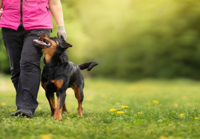 How to Apply the Premack Principle in Dog Training: A Vet Approved Gui ...