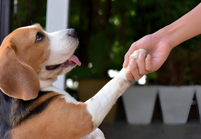Dog Introduction Guide: 2025 Vet-Approved Steps for Positive Meetings ...