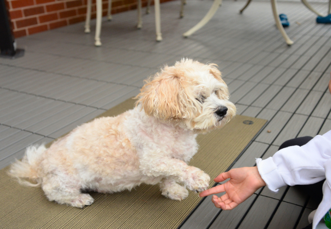 How to Train a Deaf Dog 2025: Vet Reviewed Guide to Hand Signals, Safe ...