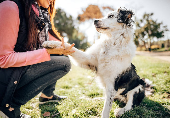How to Train a Deaf Dog: A Vet Approved Guide for 2025 🐶🐾 – Ask A Vet