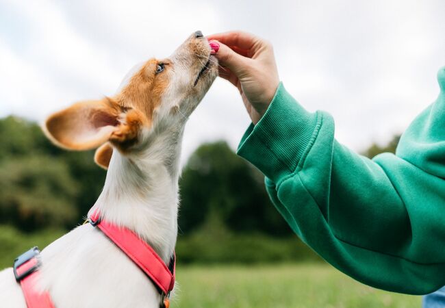 How to Train a Dog with Positive Reinforcement in 2025 – Vet‑Approved ...
