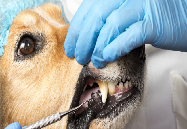Is Non‑Anesthetic Teeth Cleaning Safe for Dogs? Vet’s Guide to Real Be ...