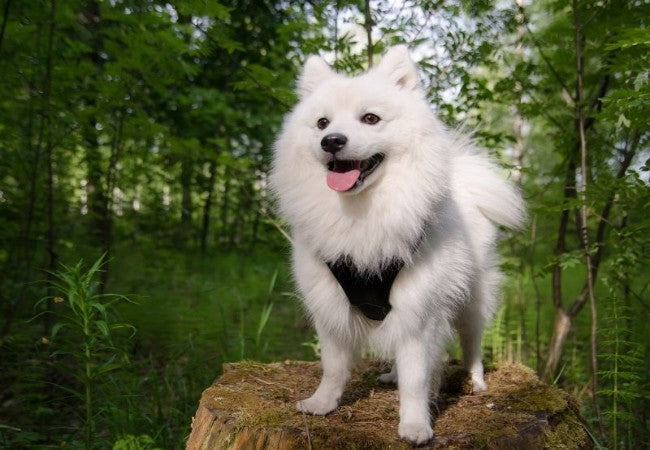 Japanese Spitz 2025 Guide: Temperament, Care & Training 🐶 – Ask A Vet