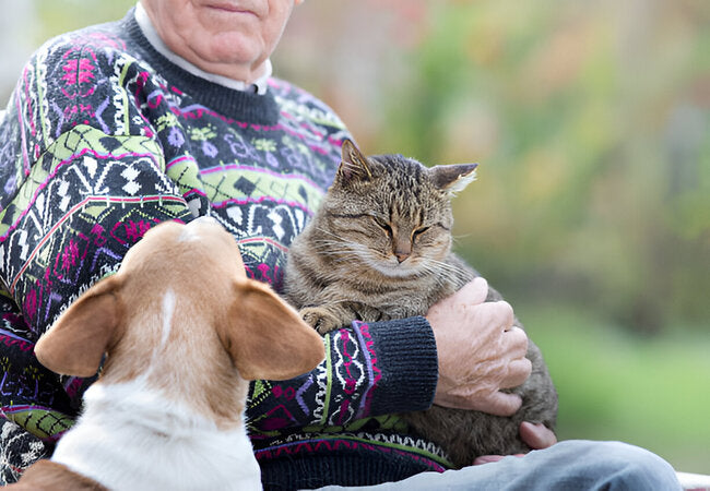 Jealous Pets in 2025: Vet‑Approved Signs & How to Help 🐾 – Ask A Vet