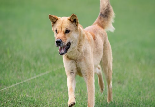 Jindo Dog 2025 Guide: Temperament, Care & Loyalty 🐕 – Ask A Vet