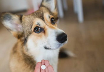 MDR1 Gene Mutation in Dogs 2025: Vet Reviewed Guide to Drug Sensitivit ...