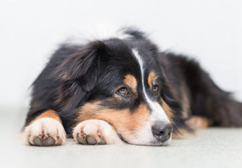 MDR1 Gene Mutation in Dogs: Vet’s 2025 Guide to Drug Sensitivity, Test ...