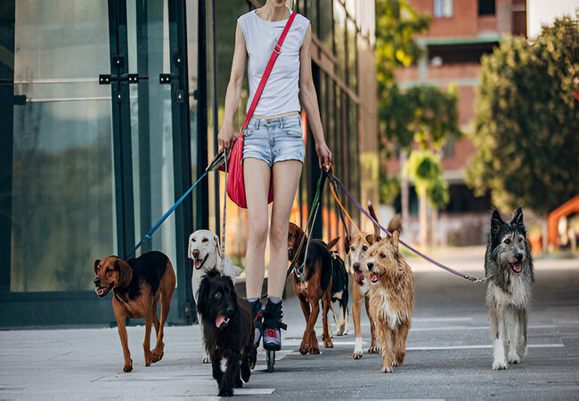 Master Dog Shaping in 2025 – Vet‑Approved Guide to Positive Behavior B ...