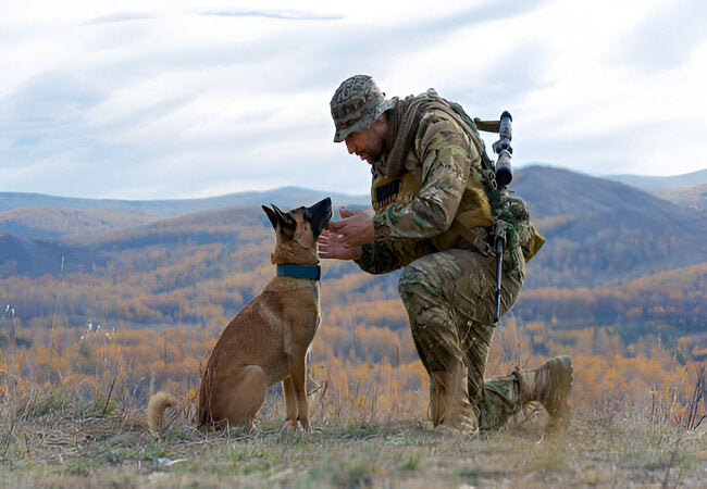 Military Working Dogs & Canine PTSD in 2025 – Vet‑Approved Guide on De ...