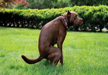 2025 Vet Guide: Mucus in Dog Poop – Causes, When to Worry & What to Do ...