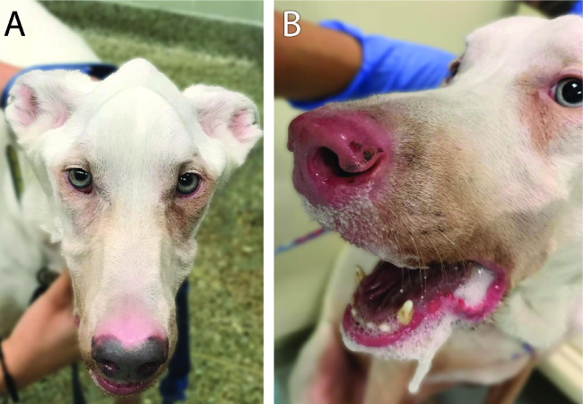 What Is Endocrine In Dogs