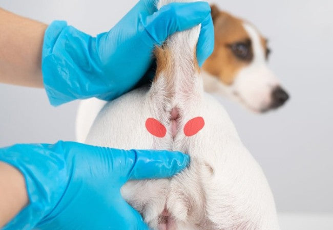 Perianal Fistula in Dogs 2025: Vet Guide to Diagnosis & Treatment 🐶🩺 ...