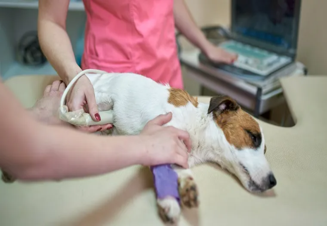 Polypoid Cystitis in Dogs: Vet-Approved Causes, Symptoms & Treatments ...