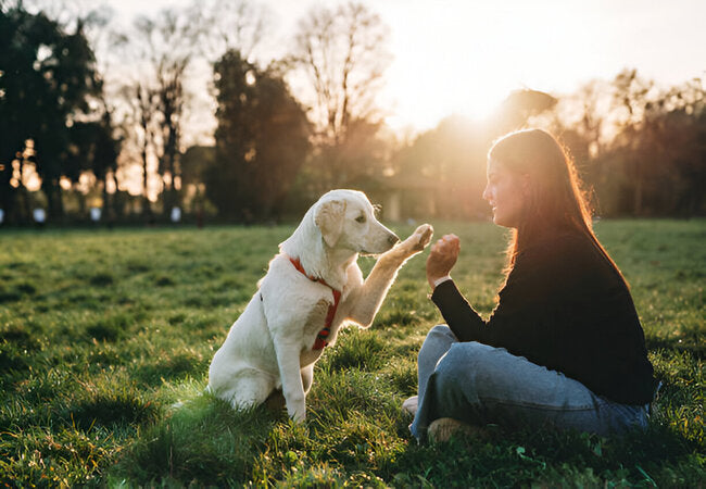 How to Apply the Premack Principle to Dog Training in 2025 – Vet‑Appro ...