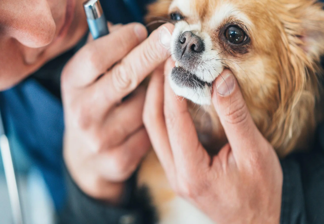 Pulmonary Hypertension in Dogs: Vet’s 2025 Guide to High Lung Pressure ...