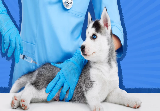 Rabies in Dogs: Vet‑Approved Insights & Prevention Tips for 2025 🩺🐶 ...
