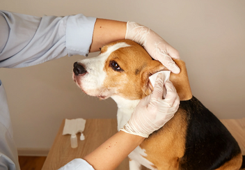Seasonal Allergies in Dogs in 2025: Vet‑Backed Guide 🌼🐾 – Ask A Vet