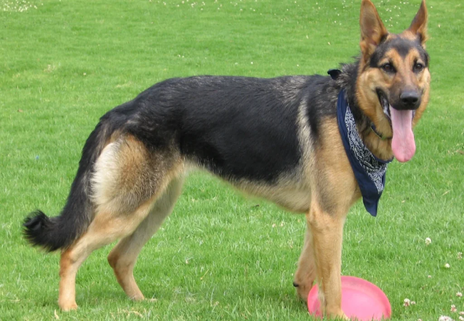 Sheprador Guide 2025: Vet Approved Loyal German Shepherd × Lab 🐾 – Ask ...