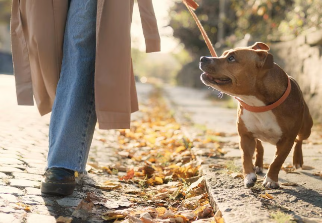 Signs Your Dog Trusts You: Vet Approved Clues for Building a Strong Bo ...