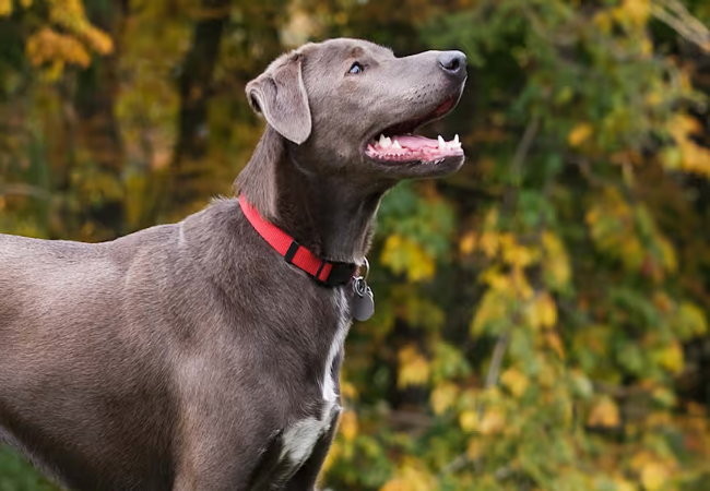The Ultimate Blue Lacy Breed Guide: Care, Traits & Top Gear 🐕 – Ask A Vet