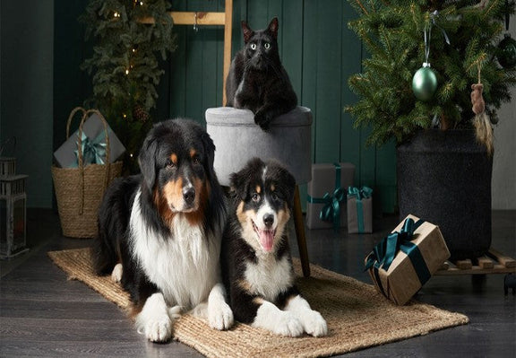 Are Roses Toxic to Cats? A Vet’s Definitive 2025 Guide 🌹🐱 – Ask A Vet