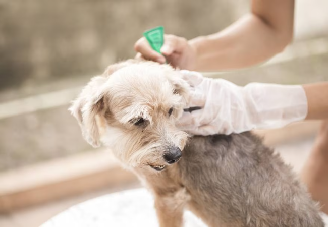 Tick Bites on Dogs – Vet Answers to the Most Common Questions 2025 🐾 ...