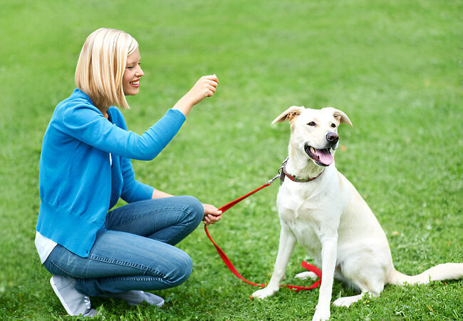 Tips for Basic Obedience Training in 2025 – Vet‑Approved Guide to Buil ...
