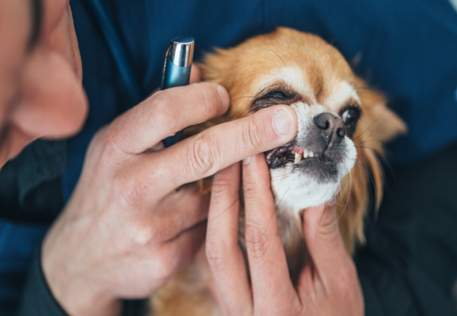 Tooth Root Abscess in Dogs in 2025 Vet Guide: Urgent Care & Healing 🦷🐾 ...