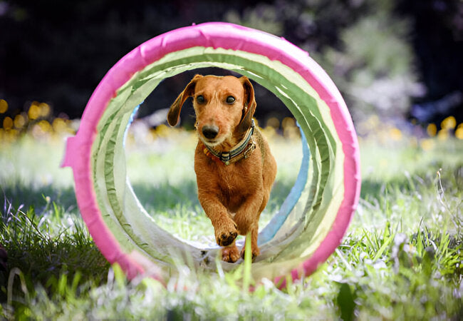 Understanding Prey Drive in Dogs: Vet‑Approved 2025 Guide to Instinct ...