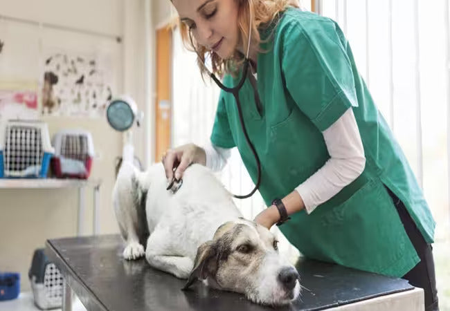 Urinary Tract Blockage in Dogs: Veterinary Insights & Treatment Guide ...