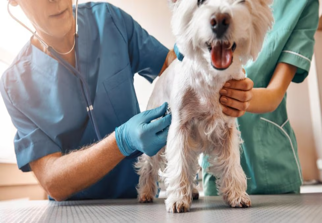 Urine Crystals in Dogs – Vet Approved Causes, Symptoms & Treatment 202 ...