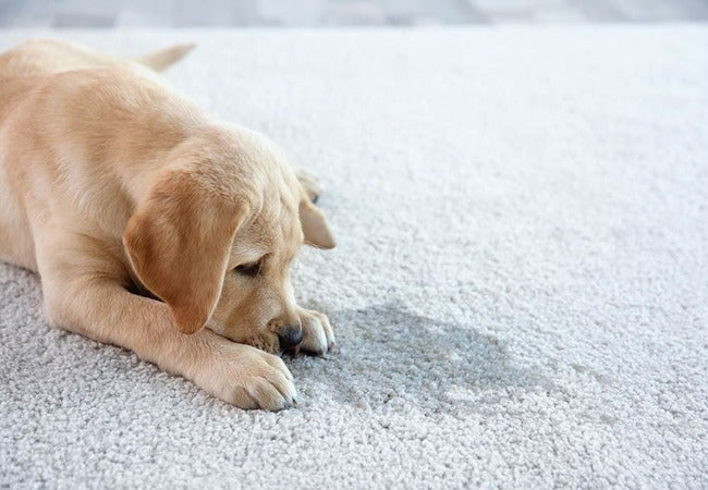 Urine Marking in Dogs in 2025 – Vet‑Approved Guide to Understanding ...
