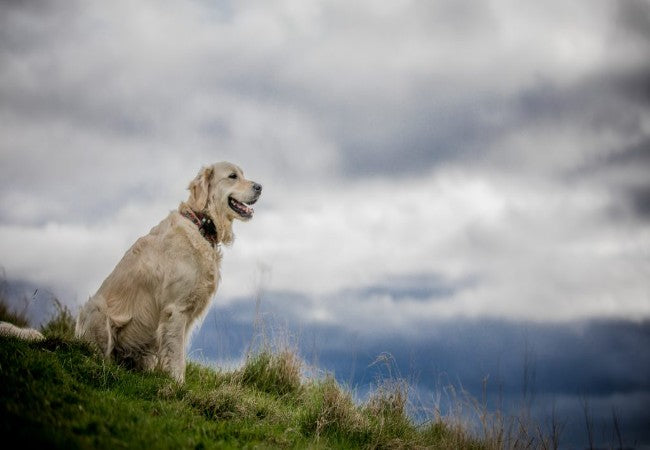 Canine Homing Instincts: How Dogs Find Their Way Home 2025 🧭🐶 – Ask A Vet