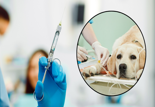 Vet‑Approved 2025 Guide: Anesthesia for Dogs – What It Is, Risks & Rec ...