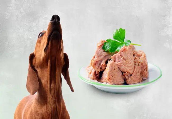 Vet‑Approved 2025 Guide: Can Dogs Eat Pork? Safe Tips, Risks & Vet‑Rec ...