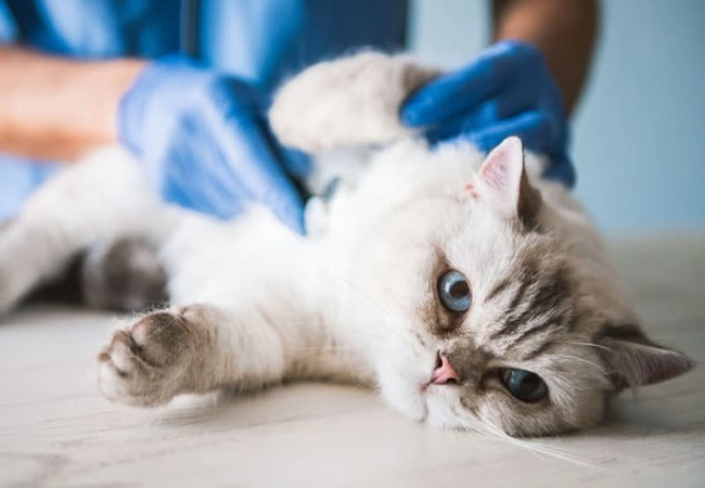 Vet‑Approved 2025 Guide: Caring for Your Cat After Intestinal Blockage ...