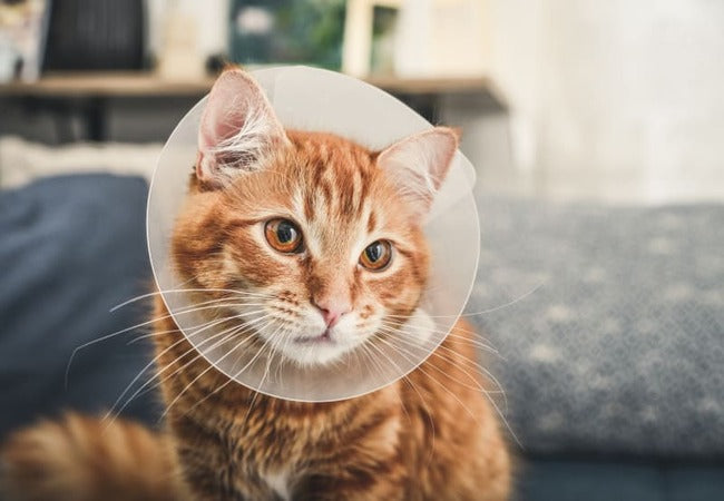 Vet‑Approved 2025 Guide: Cat Surgery Aftercare FAQs – Recovery Tips &a ...