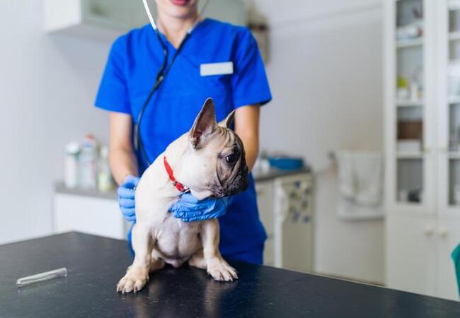 Vet‑Approved 2025 Guide: Chemotherapy for Dogs – Benefits, Side Effect ...