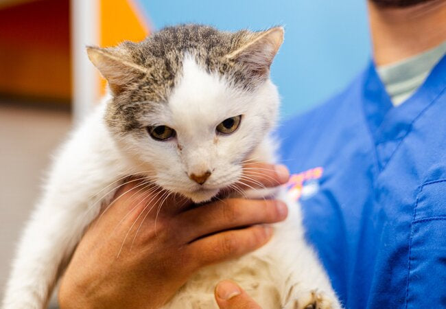 Vet‑Approved 2025 Guide: Perineal Urethrostomy in Cats – Procedure, Re ...