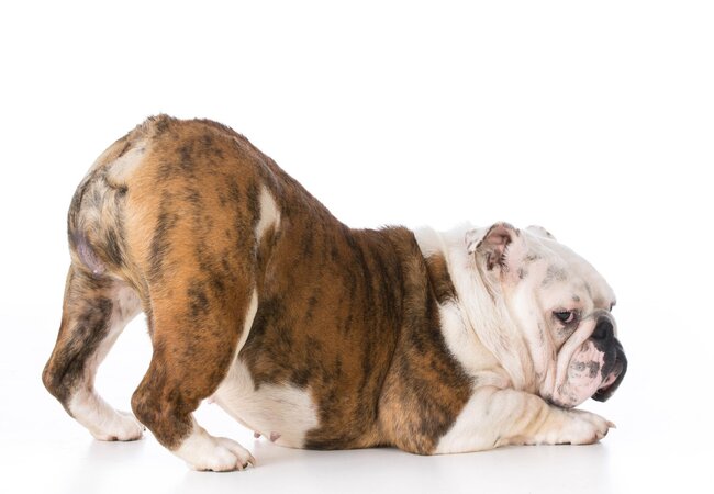 Vet‑Approved 2025 Guide: Tail Docking in Dogs – Risks, Ethics & Altern ...