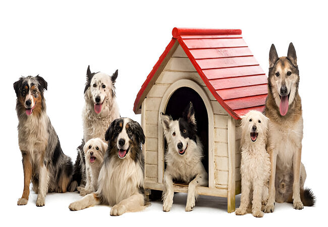 Vet‑Approved 2025: How to Keep Multi‑Pet Homes From Getting Bored – En ...