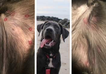 Vet Approved Guide: Black Fly Bites on Dogs – Symptoms, Treatment & Pr ...