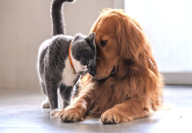 Vet Approved Guide: How to Introduce a Cat to a Dog Safely and Success ...