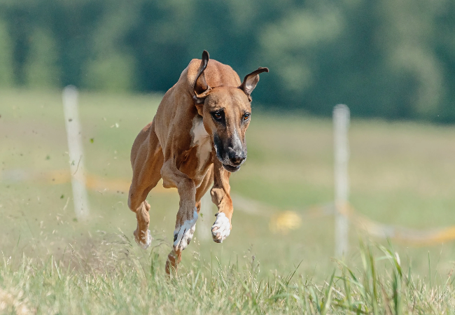 Vet Approved Guide to Lure Coursing for Dogs: Training, Safety & Best ...